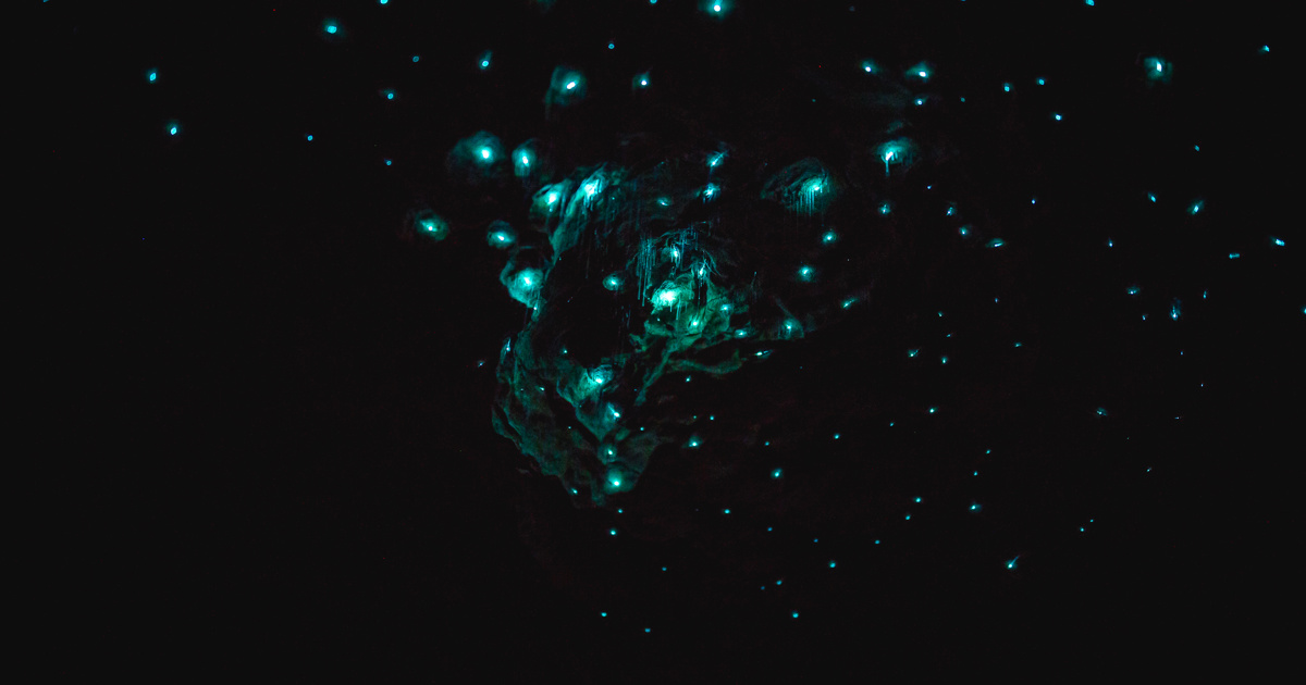 Incredible Glow Worm Facts To Blow Your Mind RealNZ Incredible Glow Worm Facts To Blow Your Mind RealNZ