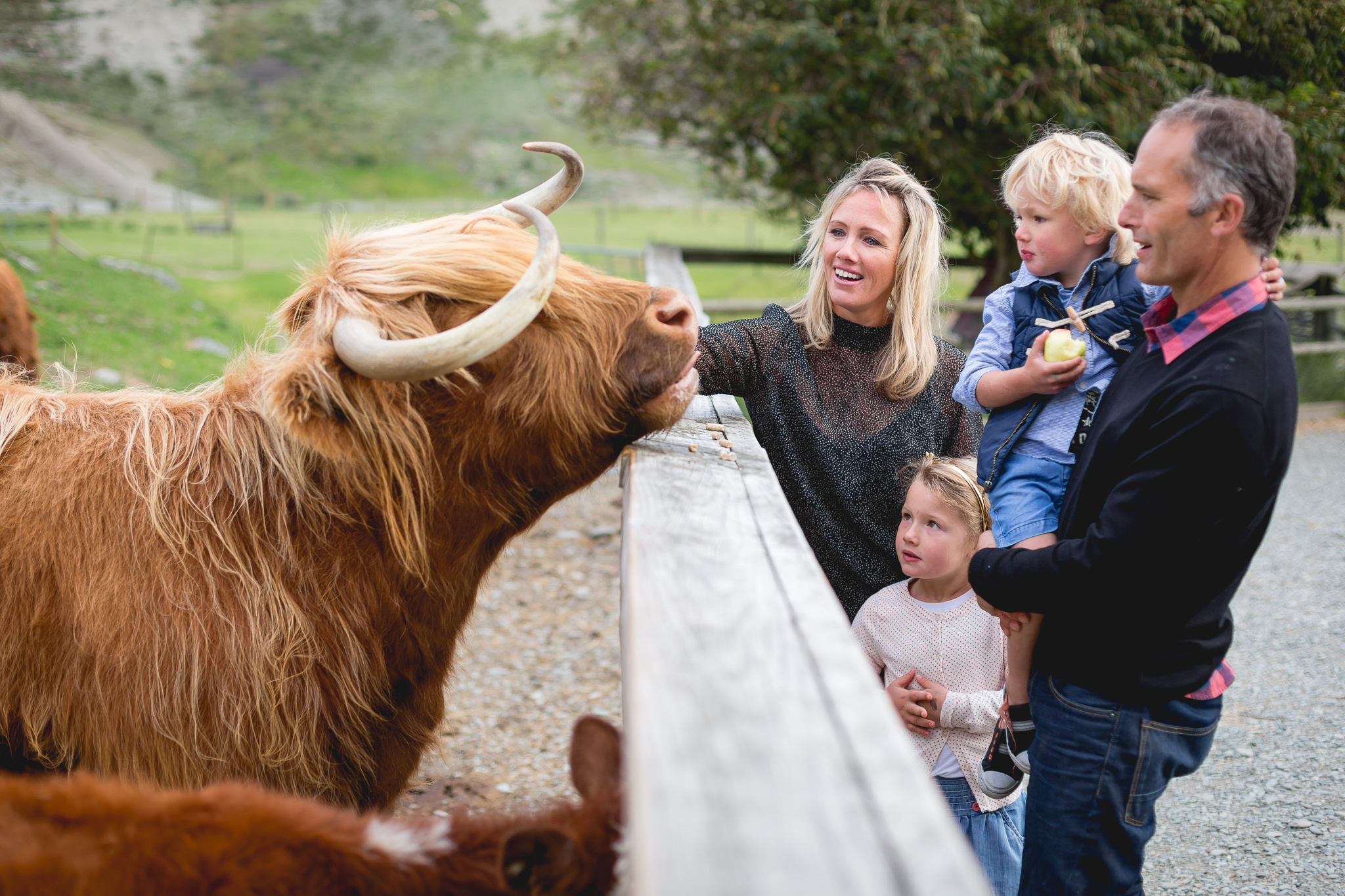 Walter Peak Farm Tour & Sheepdog Demonstration | RealNZ