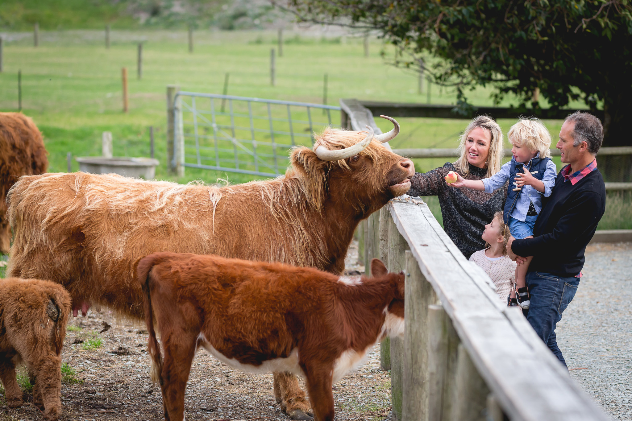 Walter Peak High Country Farm Tour | RealNZ