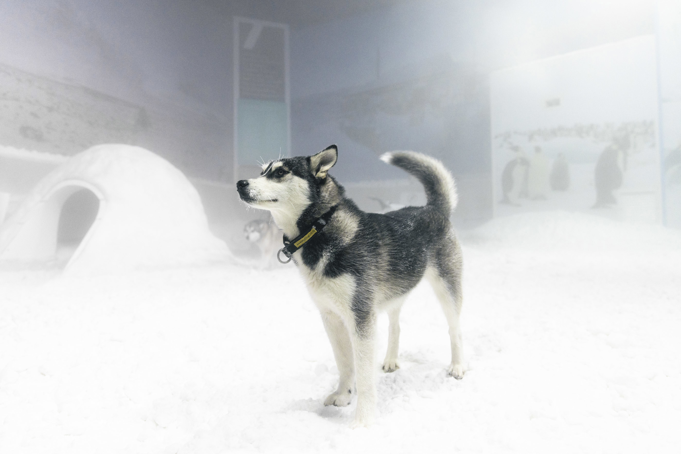 Are Huskies Allowed In Antarctica