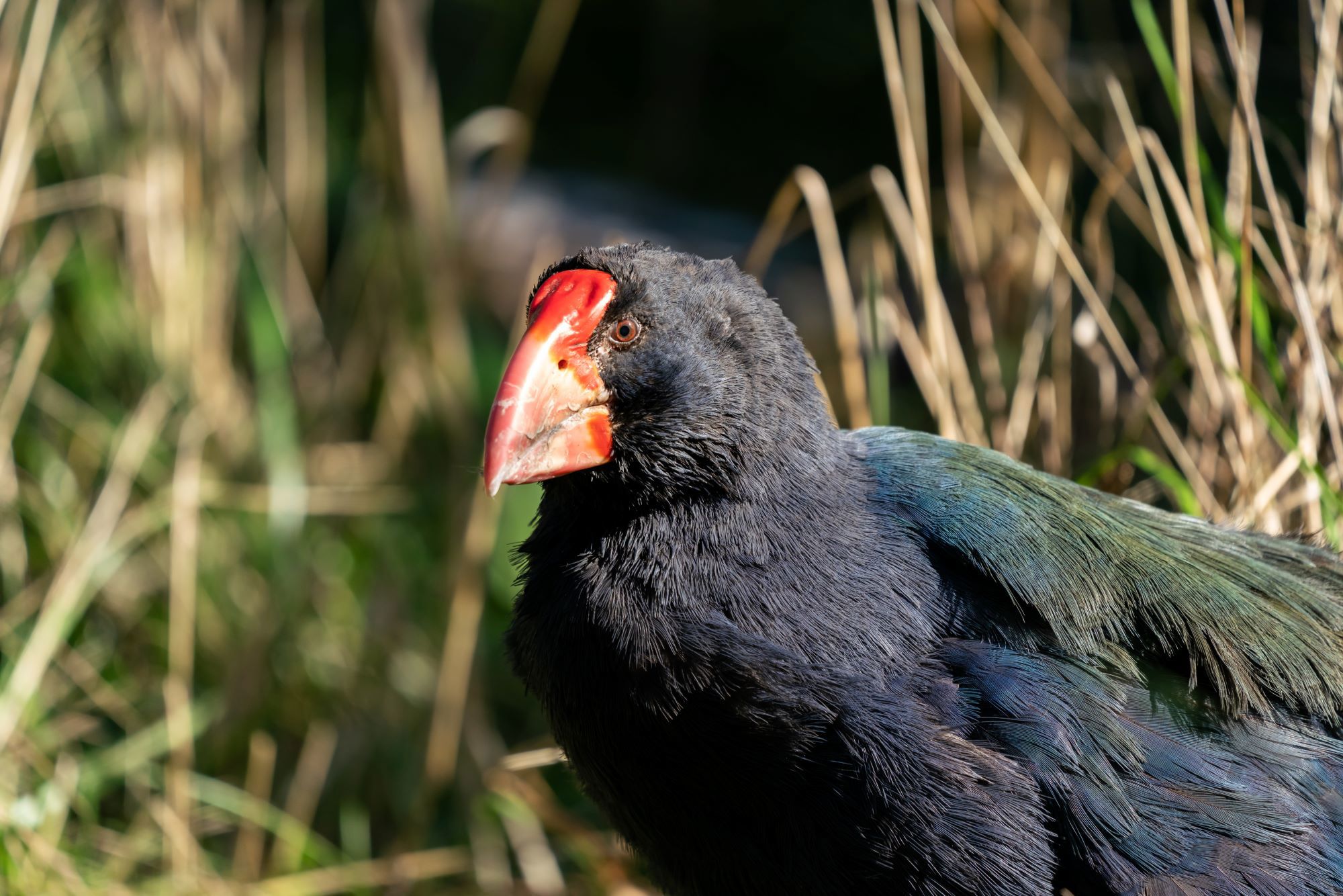 TSS Earnslaw & Walter Peak Experiences | RealNZ