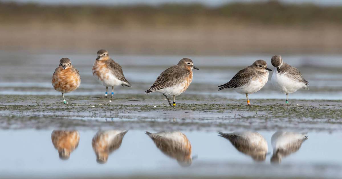 An update on the under bird – Pukunui Southern NZ Dotterel | Blog